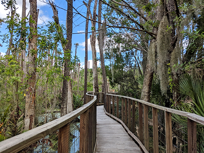 The wooden boardwalk at Orlando Wetlands Park invites exploration through cypress forests where Spanish moss drapes like natural tinsel.