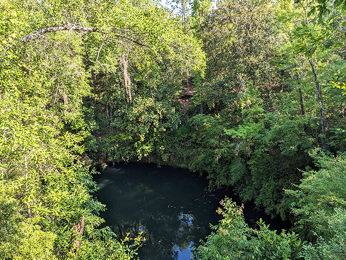 The mysterious waters of Leon Sinks reflect the surrounding forest while hiding entrances to one of the world's largest underwater cave systems just beneath the surface.