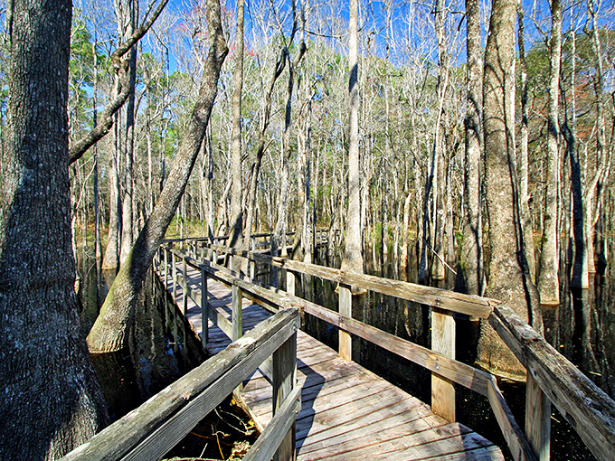 A peaceful boardwalk trail winds through Leon Sinks Geological Area, where hikers can safely observe sinkholes that serve as windows into Florida's hidden underground waterways.