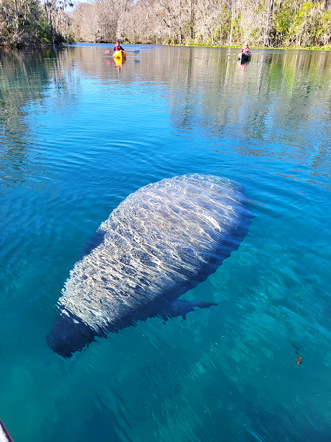 A gentle giant cruises just below the surface, its massive form surprisingly graceful in the crystal-clear spring waters.