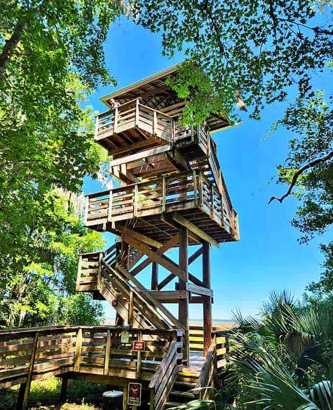 The observation tower rises through the canopy, offering views that make smartphone cameras seem woefully inadequate.