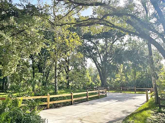 Pathway: Shaded walkways wind through old-growth trees, offering a peaceful respite between attractions and a glimpse of Florida's natural beauty.