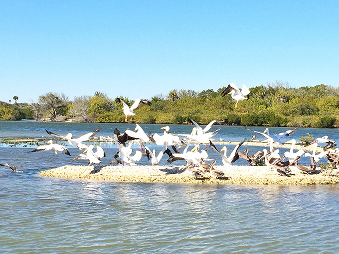 Nature's grand spectacle unfolds as white pelicans gather on a sandbar, their wings creating a flurry of movement against the serene backdrop.