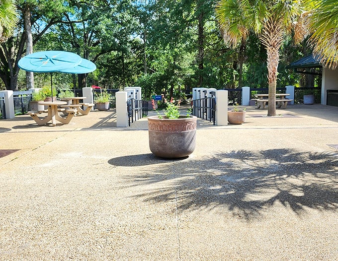 Concrete tables stand like ancient monuments to leisurely lunches, surrounded by palms that have witnessed countless family feasts.
