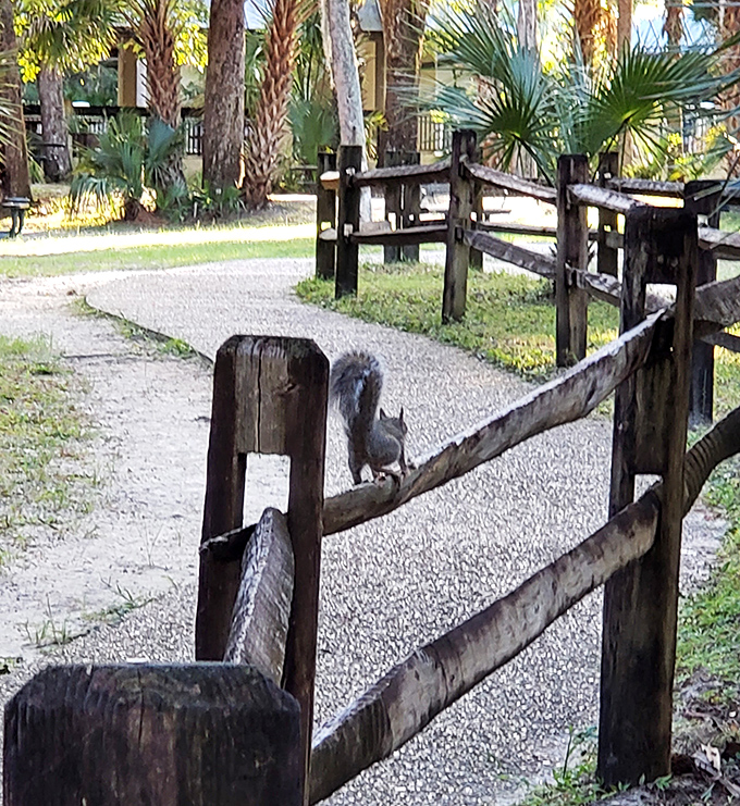 This squirrel clearly knows he owns the place, posing on the fence like he's waiting for his modeling contract to be finalized.