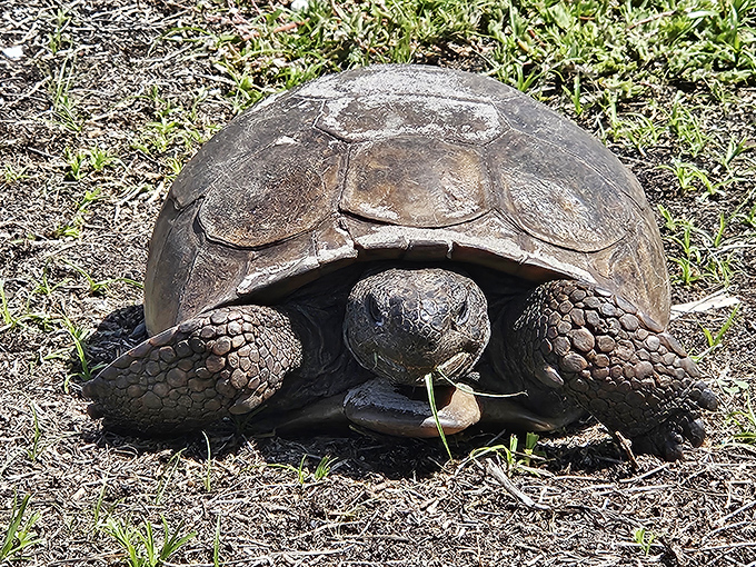 The island's true elder: A gopher tortoise pauses mid-munch, continuing the species' centuries-long residency on Egmont Key.