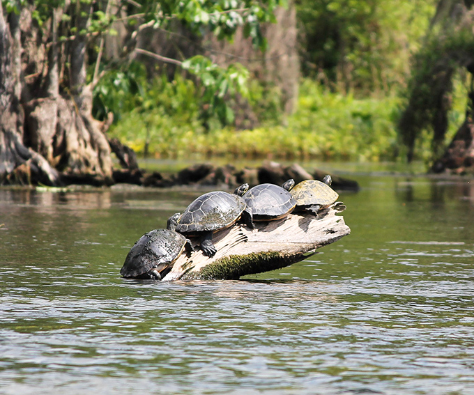 Nature's sunbathers stack themselves like living sculptures, perfecting the art of reptilian relaxation in the Florida sunshine.