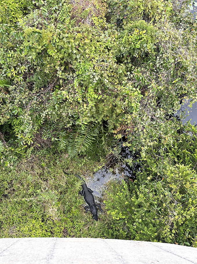 An alligator lounges near the trail, demonstrating the perfect Florida retirement lifestyle: sunbathing without ever having to apply sunscreen.