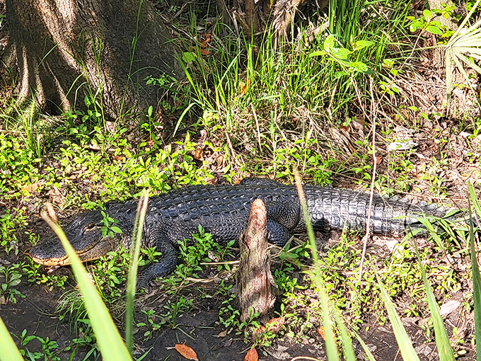 A sunbathing alligator demonstrates the fine art of Florida relaxation – motionless yet somehow still intimidating.