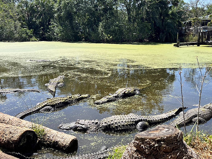Florida's most famous residents sunbathe shamelessly, reminding visitors who really runs the show in these parts.