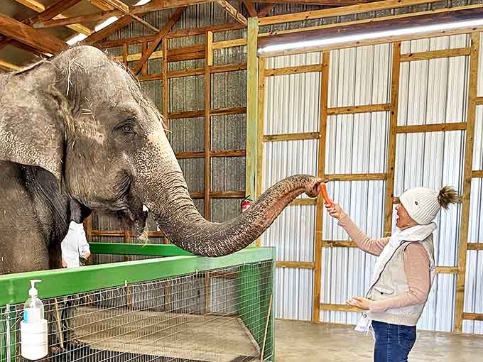 The delicate dance of trunk and hand &ndash; a magical moment of connection between species separated by millions of years of evolution.