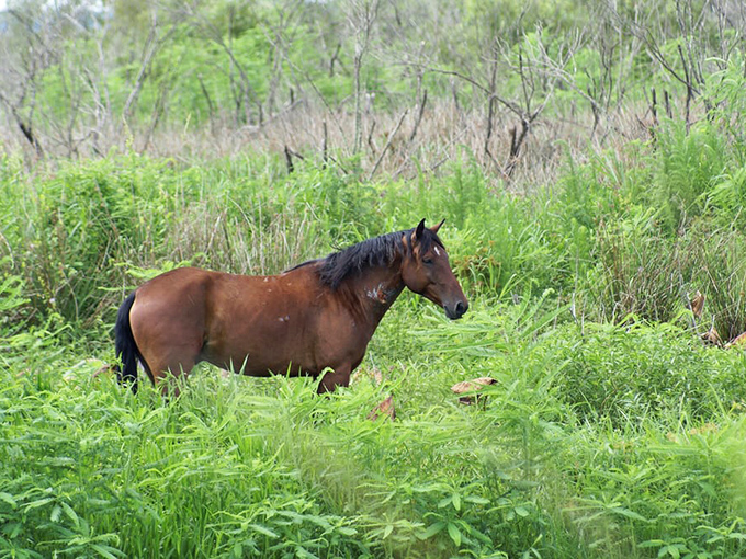 Wild horses roam free through Paynes Prairie's lush grasslands, descendants of Spanish steeds that have called this wilderness home for centuries.