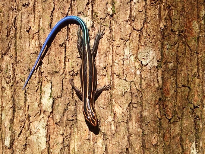 Meet the locals! This blue-tailed skink might be giving you side-eye, but he's actually just showing off his best angle.