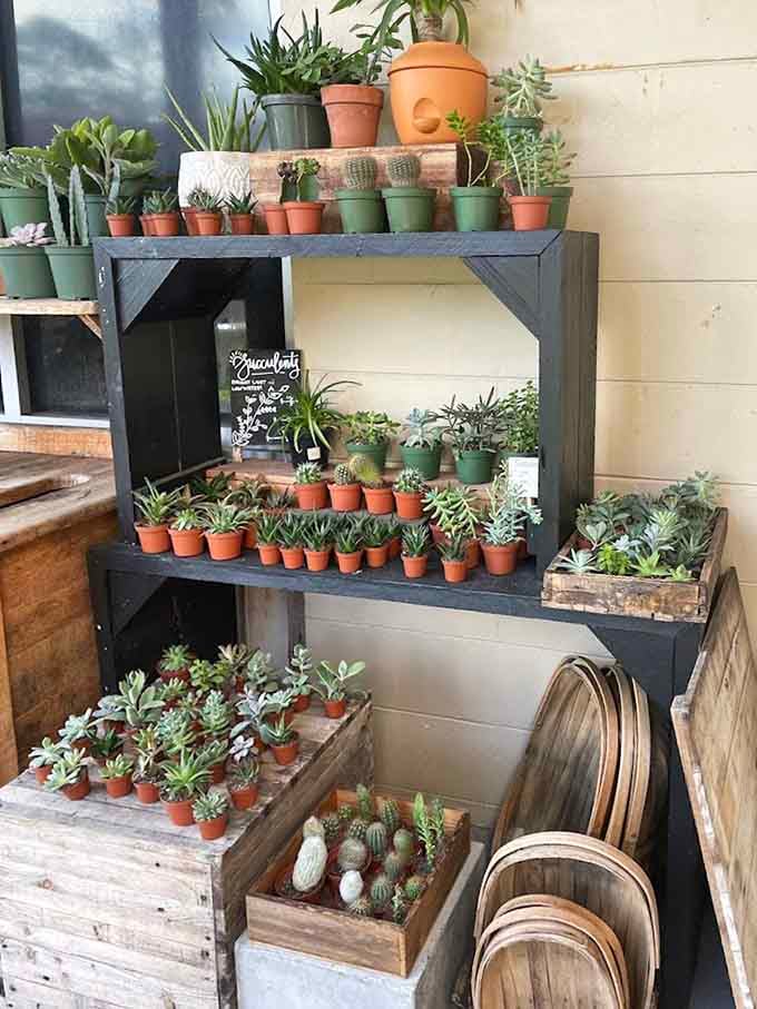 Succulents and cacti arranged in terracotta pots, offering low-maintenance greenery for those of us who love plants but occasionally forget they exist.