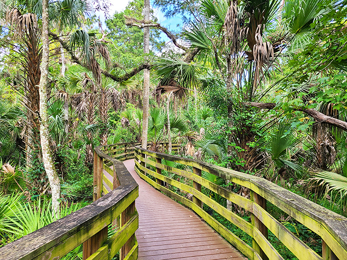 The trail meanders through varying ecosystems, from dense palm hammocks to open cypress stands with their distinctive knees.