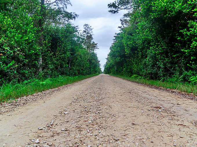 The scenic route offers constantly changing vistas, from dense forest to open sawgrass prairies.