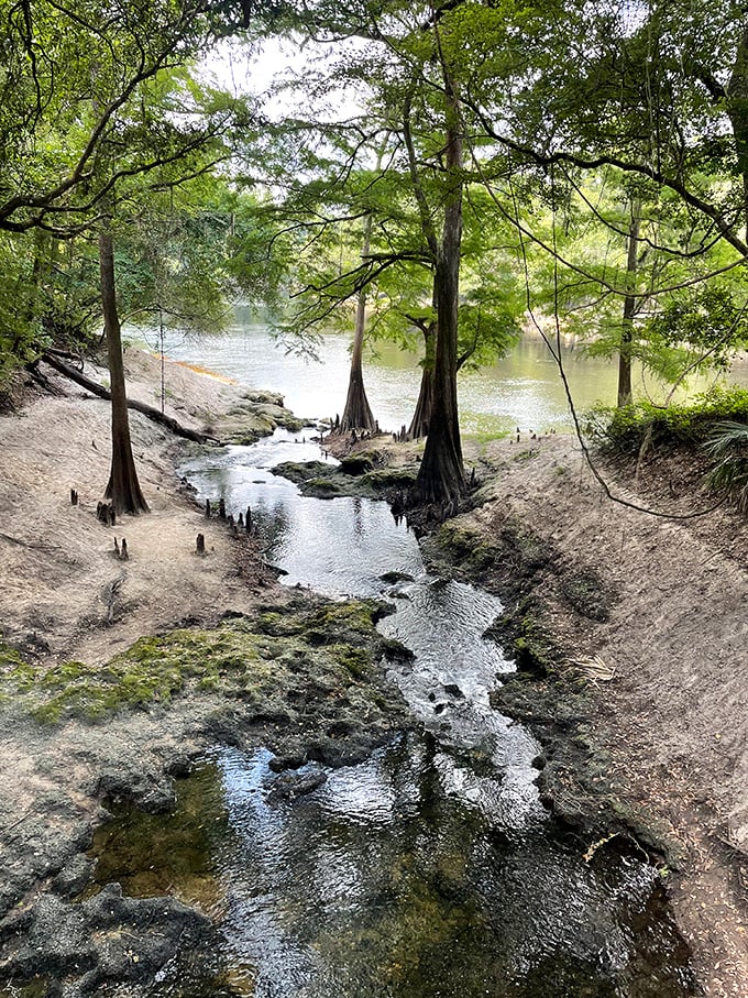 The Suwannee River flows peacefully past sandy banks and cypress knees, its tea-colored waters carrying centuries of stories through this historic state park.
