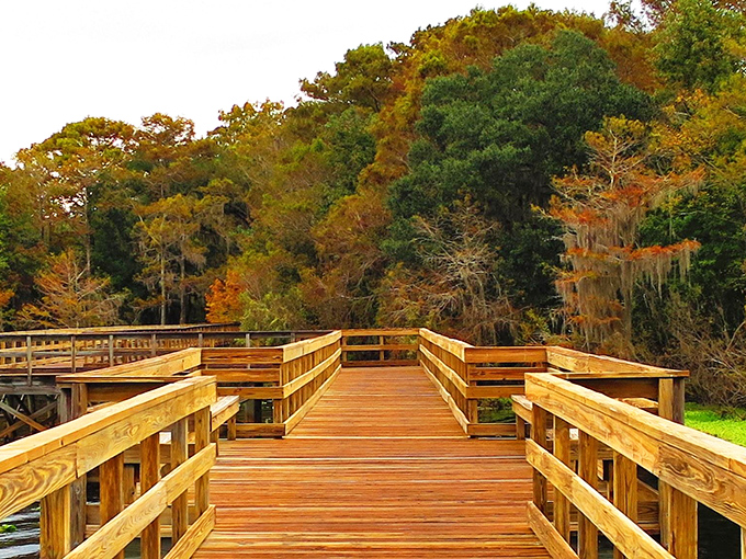 Fall paints the Florida landscape in unexpected hues, transforming the boardwalk into a pathway through autumn's golden embrace.