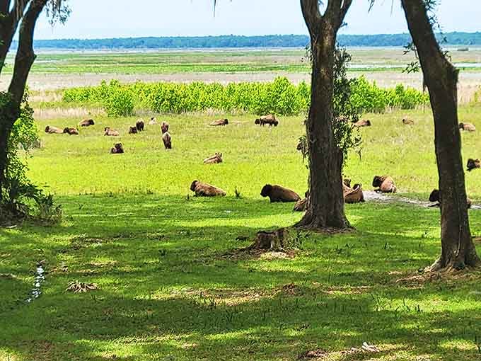 Bison lounging in their grassy living room &ndash; prehistoric-looking roommates who never argue about the thermostat setting.