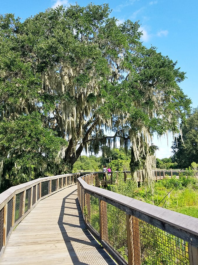 Spanish moss drapes like nature's curtains along this curved boardwalk, creating a magical tunnel into Florida's primeval past.
