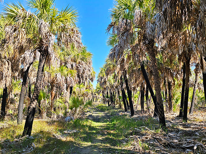 Spring brings vibrant renewal to Egmont Key's palm forests, where sunlight filters through fronds creating nature's own cathedral.