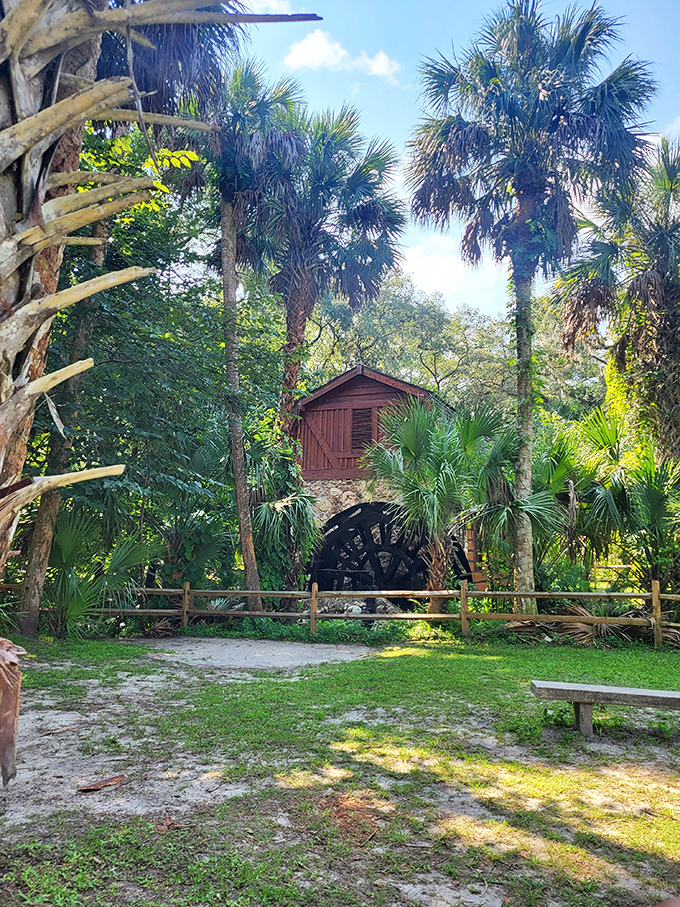 Summer at Juniper Springs means dappled sunlight filtering through ancient trees, creating nature's own light show on emerald grass.