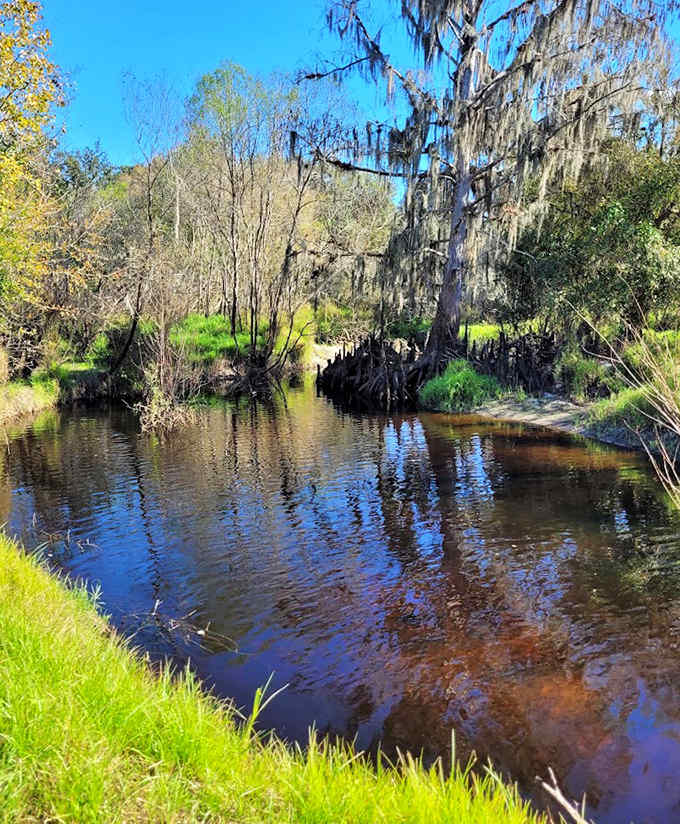 Cypress trees reflect in the still waters, creating a perfect mirror image that doubles the beauty of this serene Florida ecosystem.