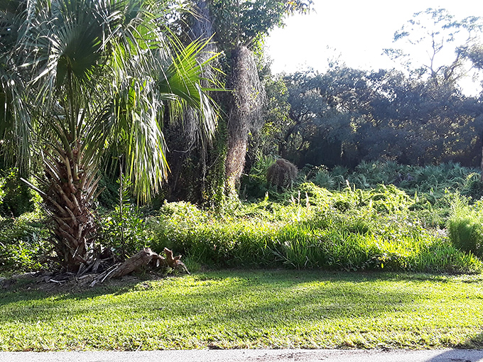 Palm trees frame this verdant landscape, reminding visitors they're experiencing authentic Sunshine State splendor.