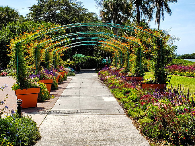 Strolling under these living arches feels like walking through nature's cathedral. The only appropriate response is botanical reverence.
