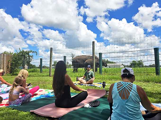 Finding zen among giants &ndash; yoga practitioners stretch and breathe while elephants provide the ultimate backdrop for mindfulness.