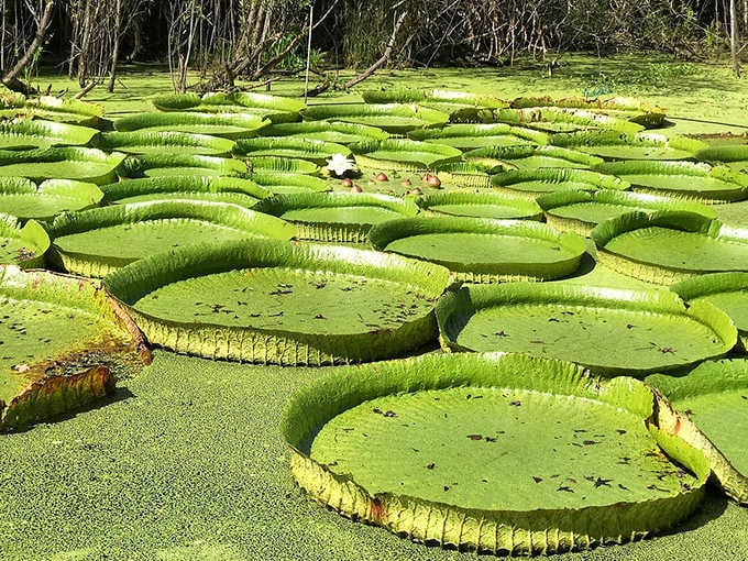 Giant water lilies float like green dinner plates, large enough to support small wildlife crossing the water.
