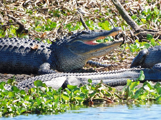 Sunbathing alligators demonstrate the art of relaxation &ndash; prehistoric creatures enjoying modern leisure time in their natural spa setting.