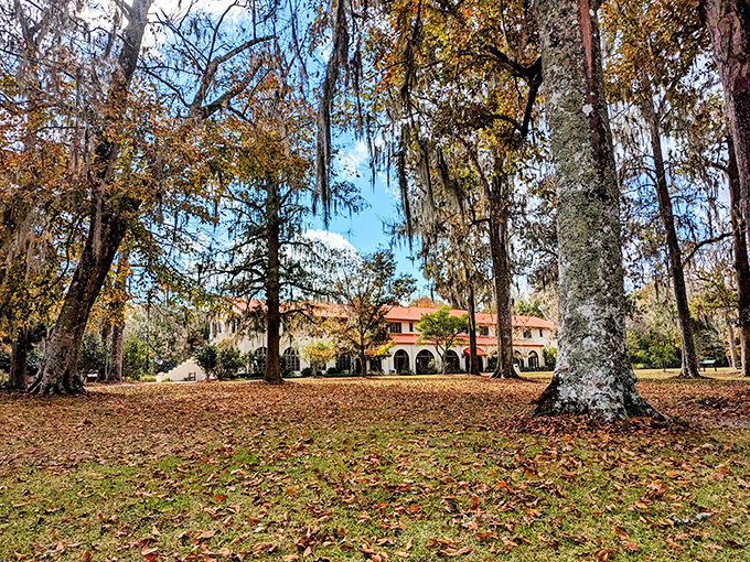 Fall's golden touch transforms the spring's surroundings, creating a seasonal masterpiece where Spanish moss and autumn leaves dance together.