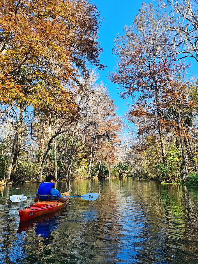 Fall transforms Silver Springs into a painter's palette, with amber and russet leaves creating a stunning contrast against the turquoise water.