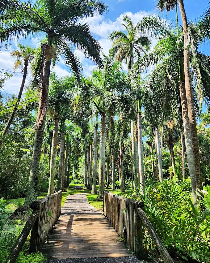 Royal palms stand like nature's colonnade, creating a majestic pathway that whispers of Florida's wild, untamed past.