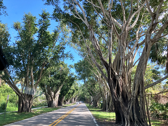 Even vehicles seem to slow down instinctively under this green cathedral ceiling of intertwined branches.