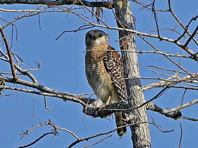 A red-shouldered hawk surveys its domain, perched regally among the branches with the patience of a master hunter.