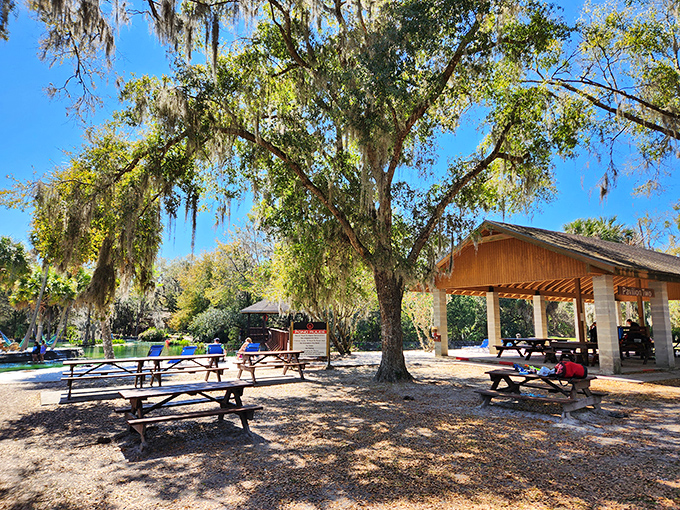 Picnic paradise: Spanish moss drapes over ancient oaks, creating perfect shade for post-adventure relaxation.