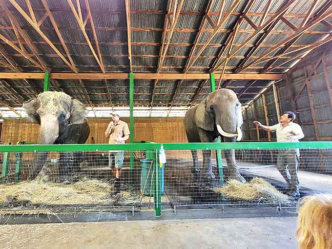 Dedicated caretakers share their passion and knowledge, turning an elephant encounter into an educational adventure for all ages.