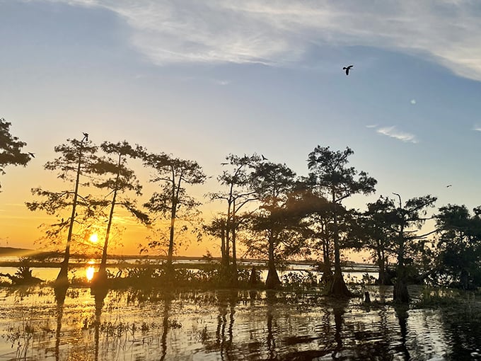 As the sun sets over the cypress-lined waters, Florida's natural beauty outshines even the most elaborate holiday light display.