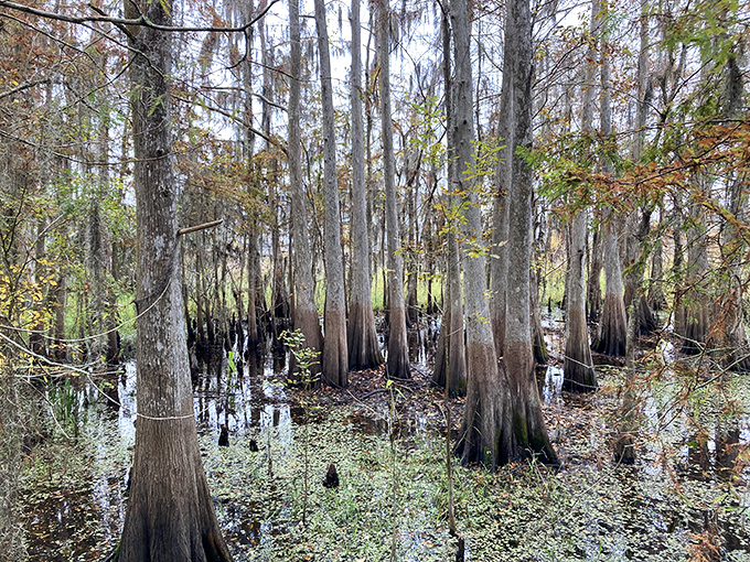 Cypress trees stand sentinel in the swampy waters, their reflections creating mirror images in the still water below.
