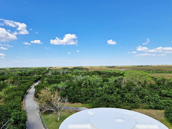 The view from the tower reveals the true meaning of "River of Grass" – an endless emerald expanse flowing imperceptibly southward.