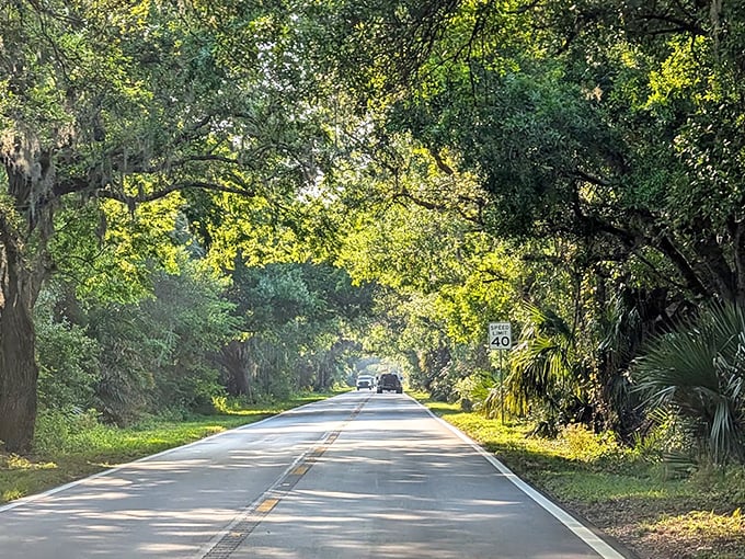 A driver's perspective reveals the tunnel-like effect of the overhanging branches, creating a green embrace that welcomes travelers into its fold.