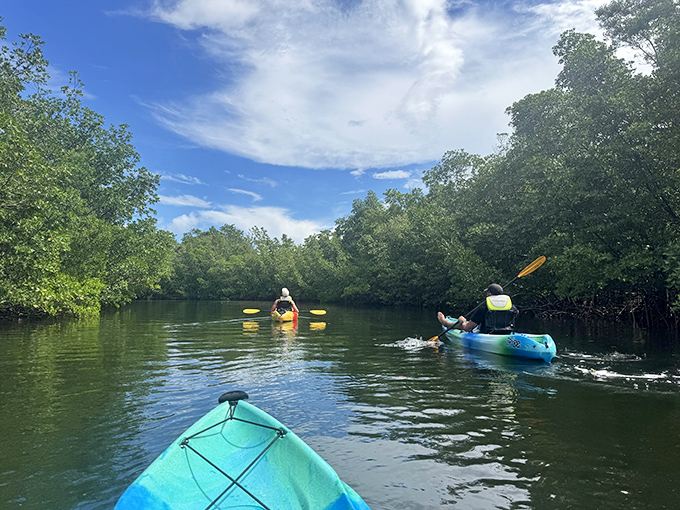 Kayakers glide through Oleta River's mangrove tunnels, exploring waterways that feel a million miles from Miami's urban pulse.