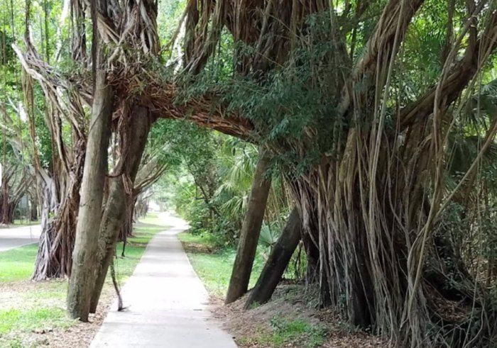 a banyan tree