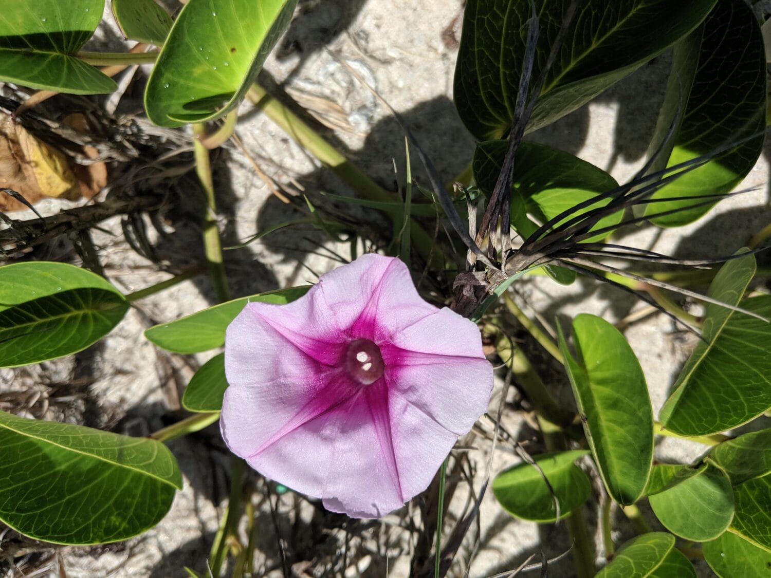 A beautiful flora in the sate park.