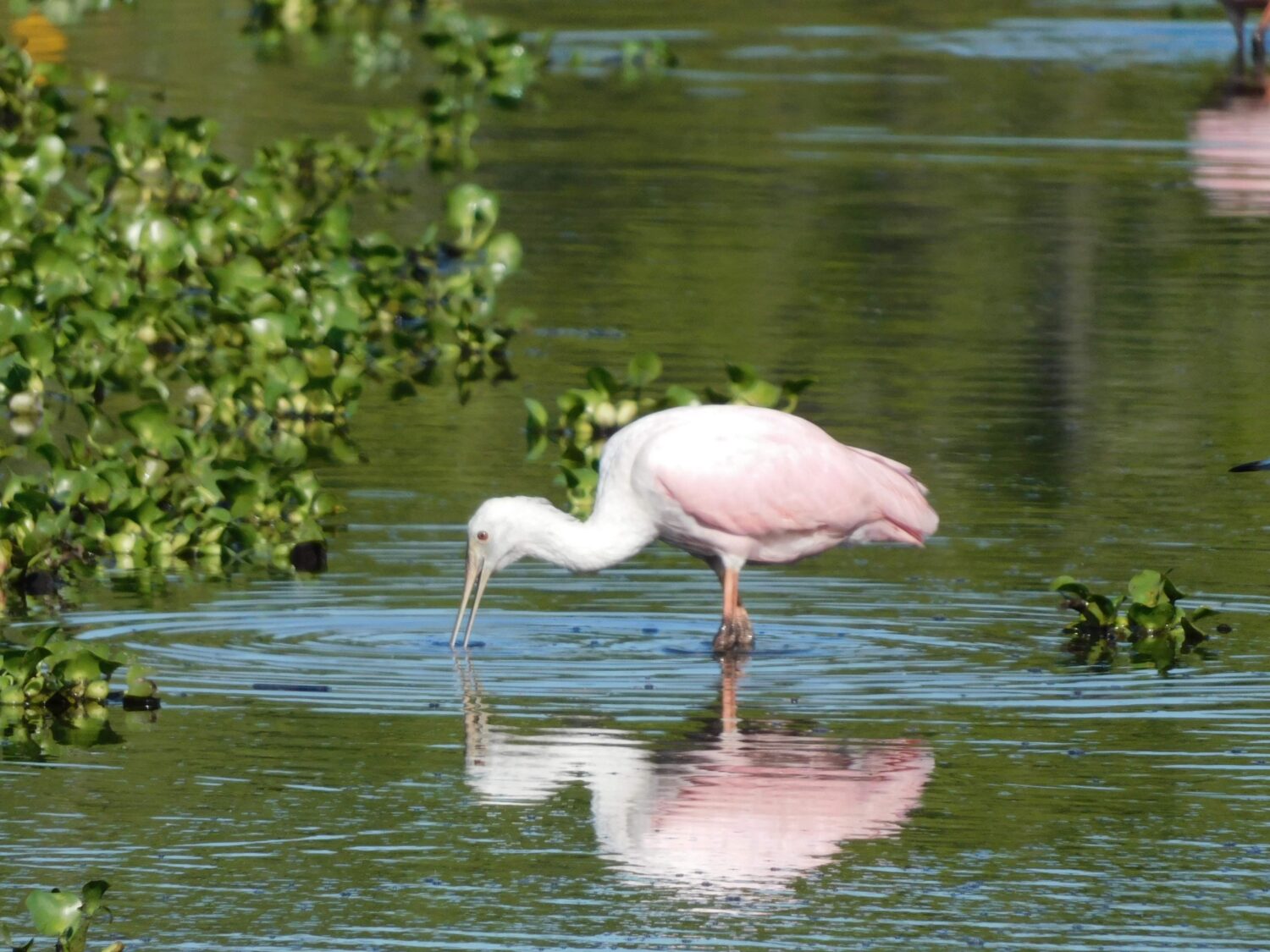 A beautiful image of a wildlife in the area