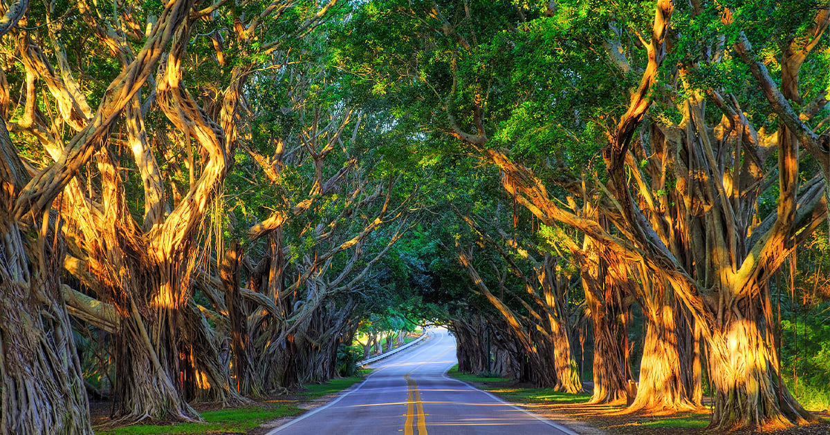 A beautiful shot of the tunnel