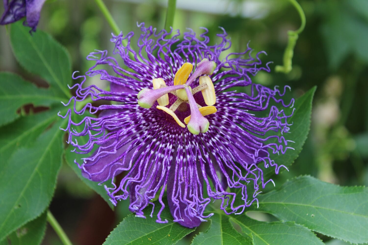 A beautiful wildflower.