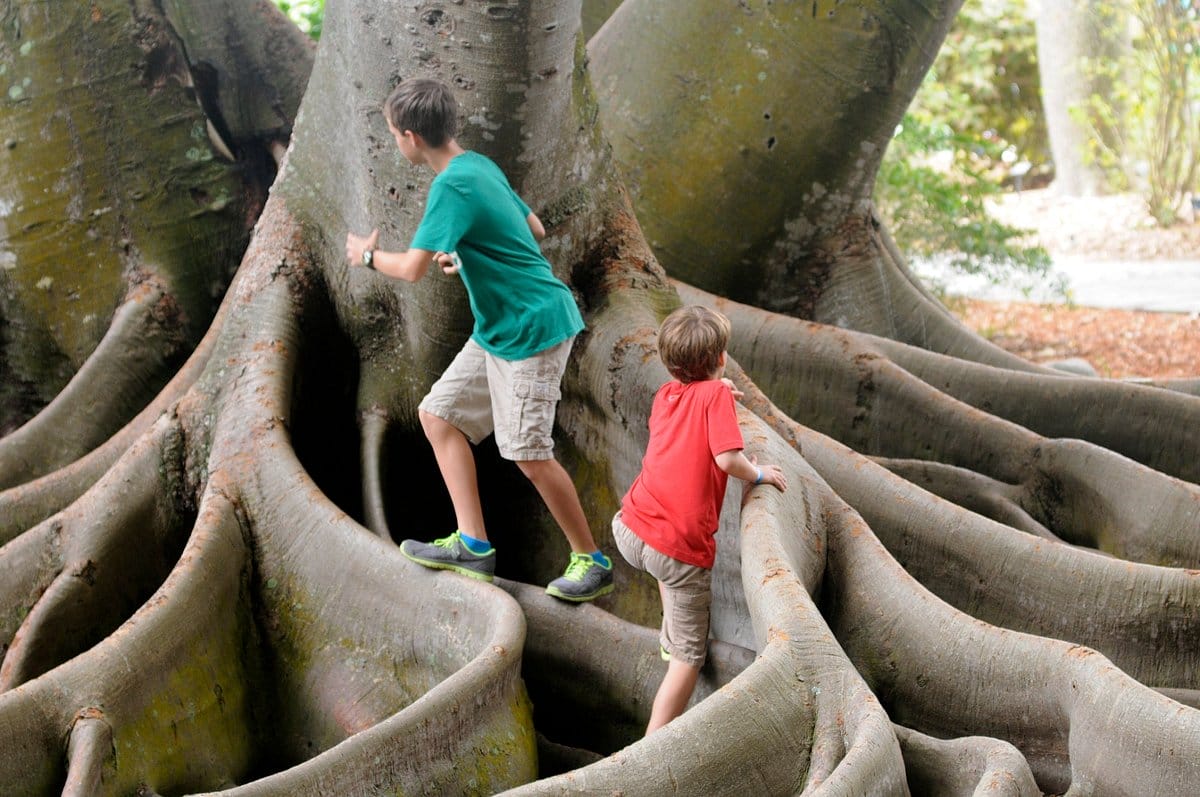 A century-old Banyan tree
